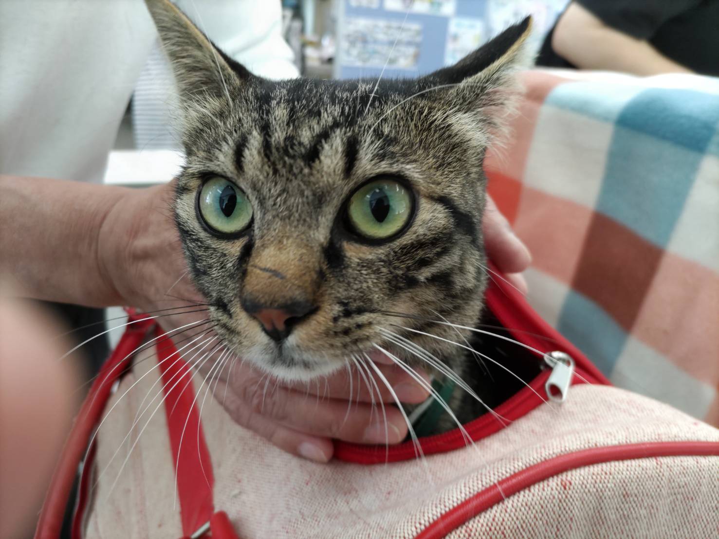 7月9日（日）猫譲渡会を開催いたします。子猫わちゃわちゃ参加予定 | にゃん友Club