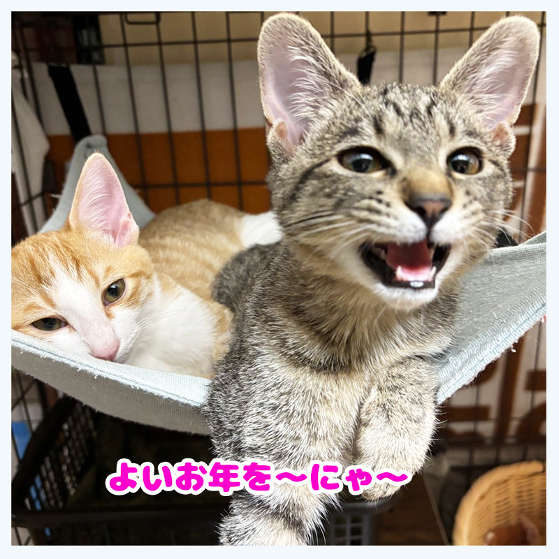 今年も大変お世話になりました | にゃん友Club