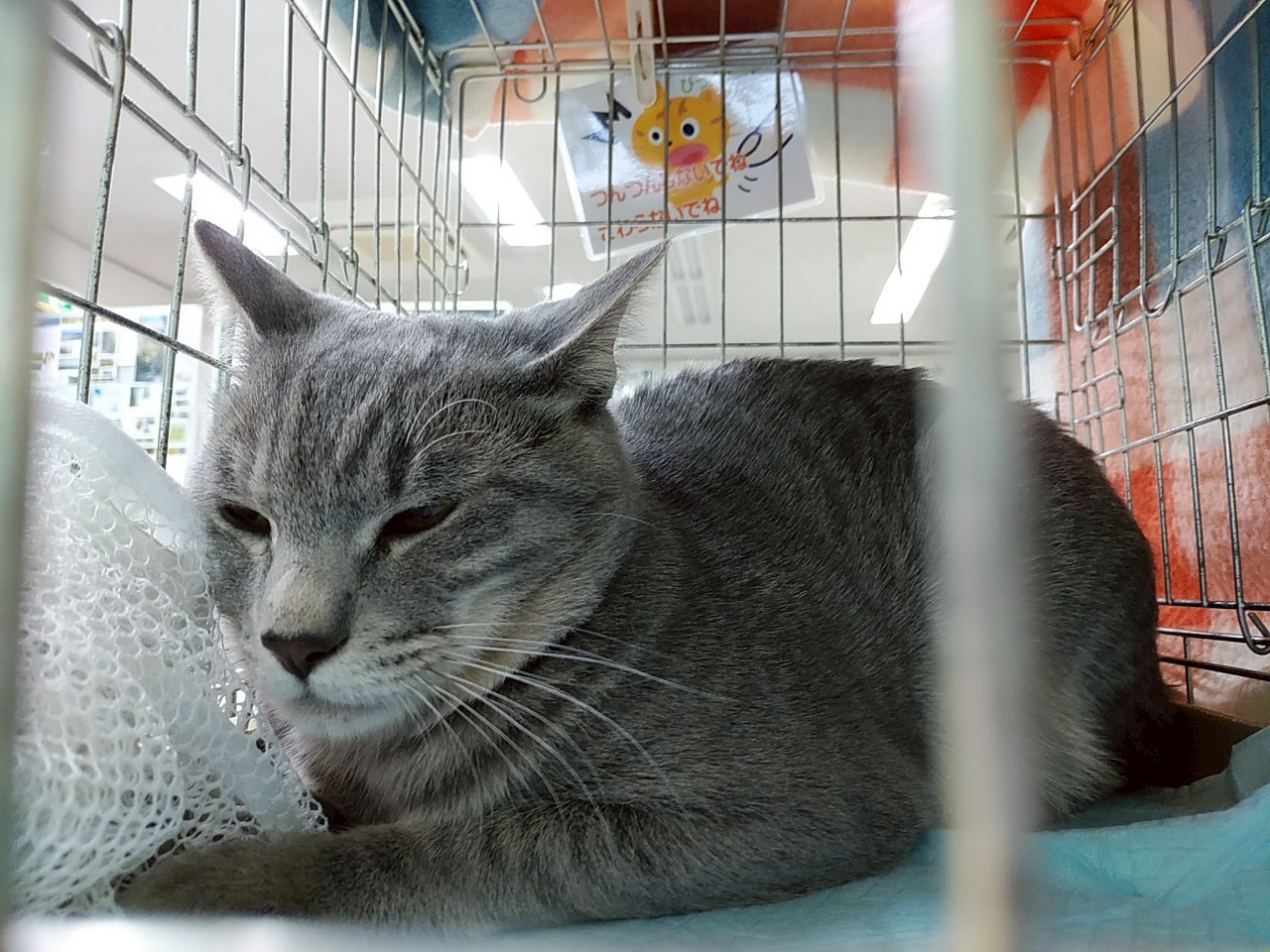 4月27日（日）ふらっとさんで猫譲渡会を開催いたします♪みなさまのお越しをお待ちしております(=^･ω･^)ﾉ☆ | にゃん友Club