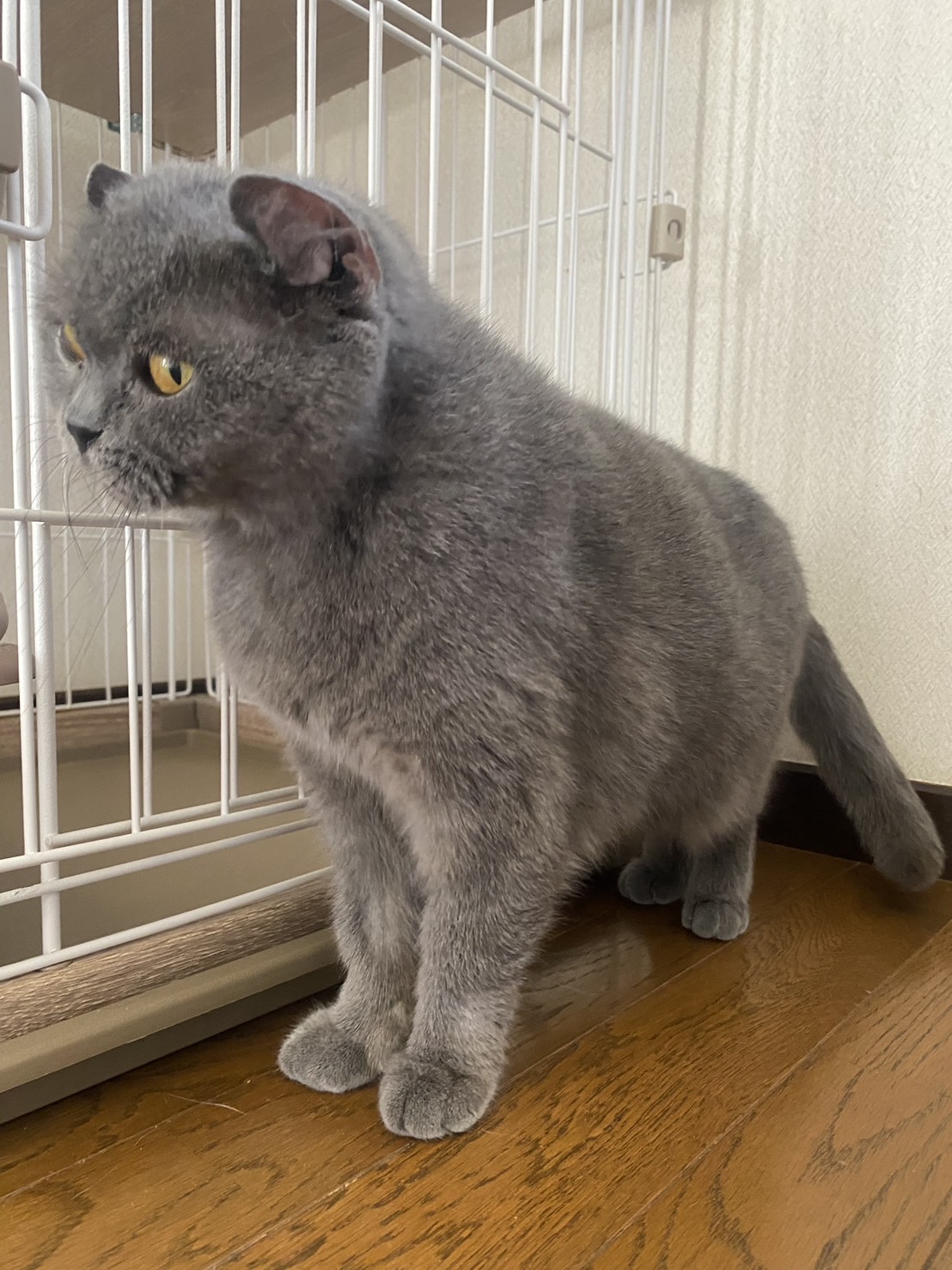 5月11日（日）参加猫ちゃん情報 | にゃん友Club