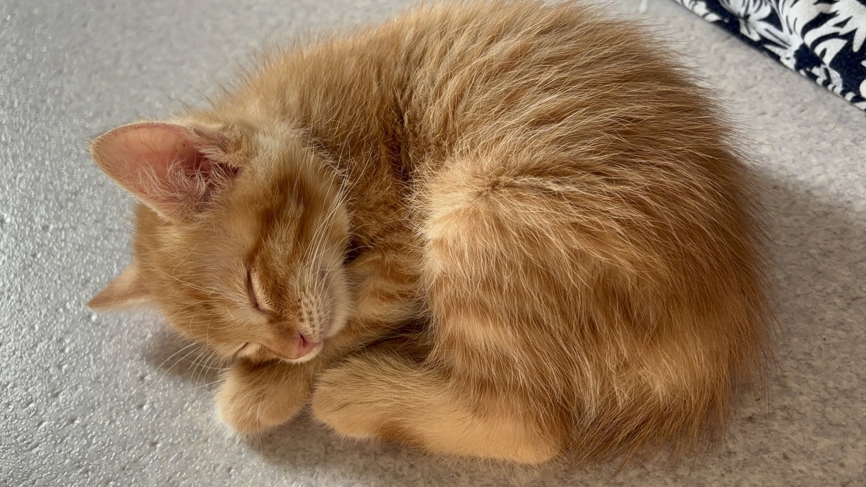 6月22日参加猫ちゃん情報 | にゃん友Club