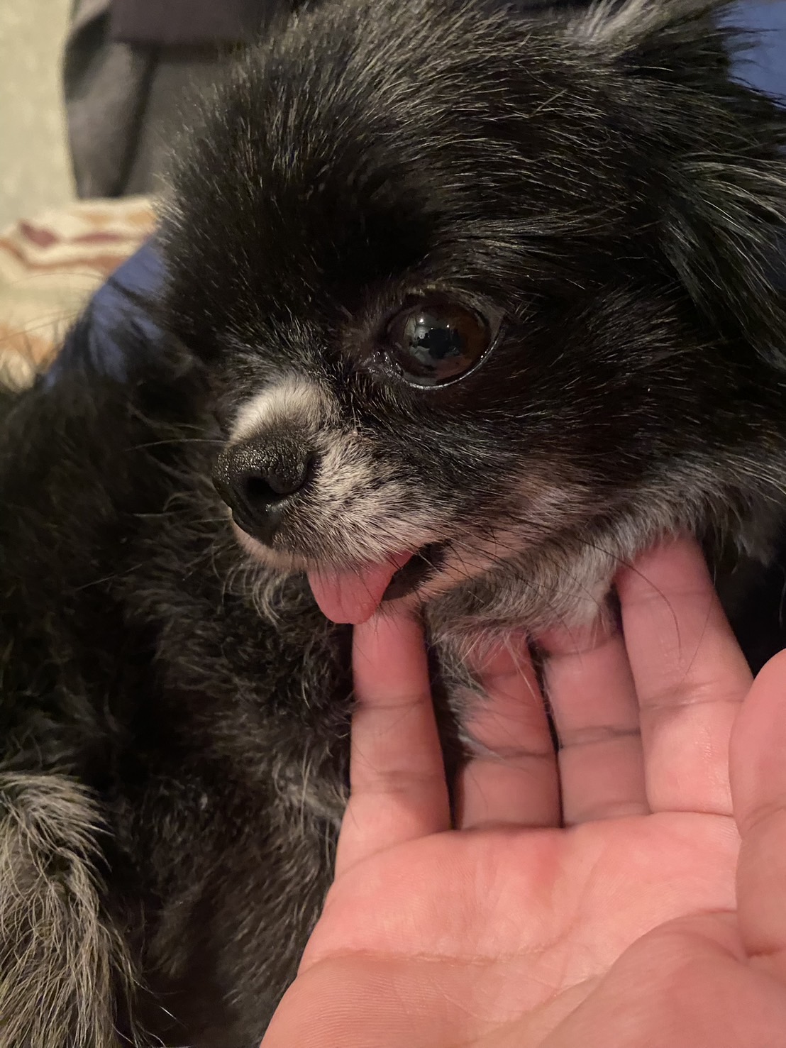 保護わんこ「チワワ」の「ゆりちゃん」里親様募集中 | にゃん友Club