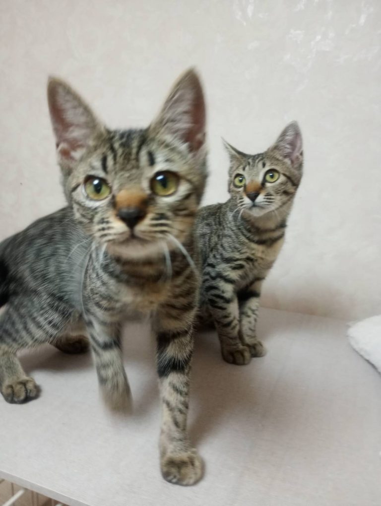 8月24日譲渡会・参加猫ちゃん情報 | にゃん友Club