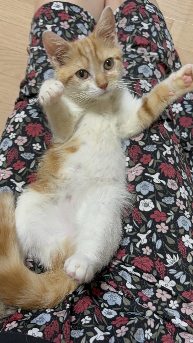 10月26日（日）譲渡会・午前の部 参加猫ちゃん | にゃん友Club