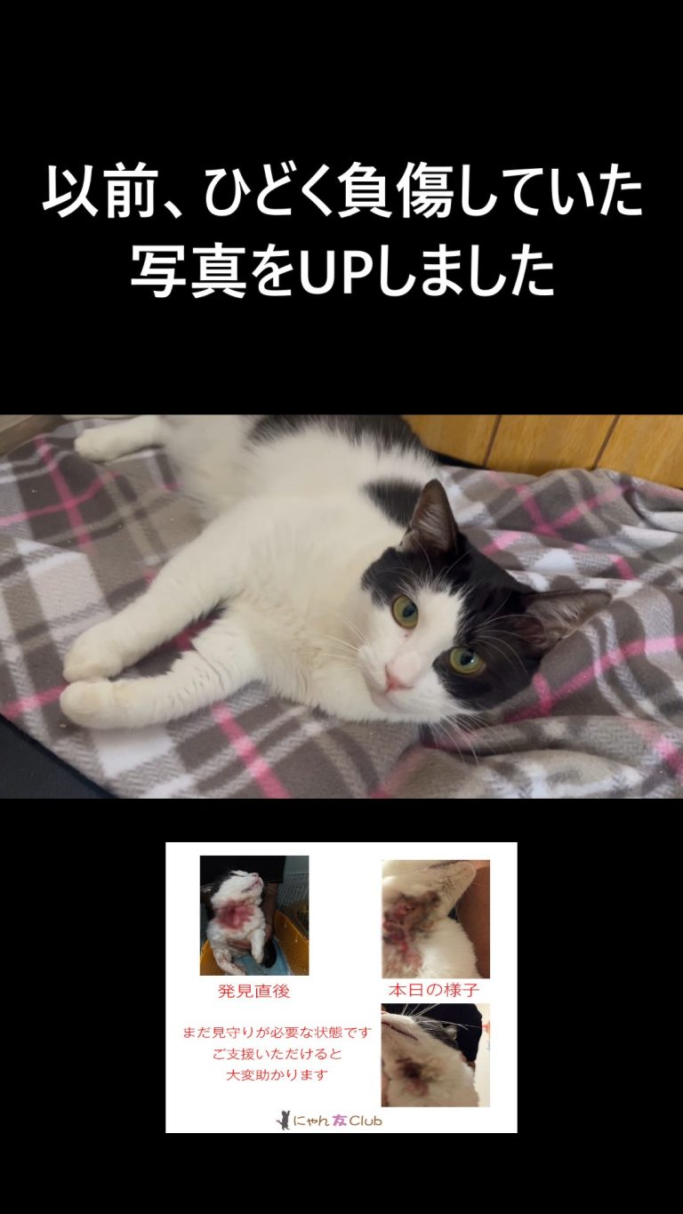 1月25日（日）新春猫譲渡会 参加猫一覧 | にゃん友Club