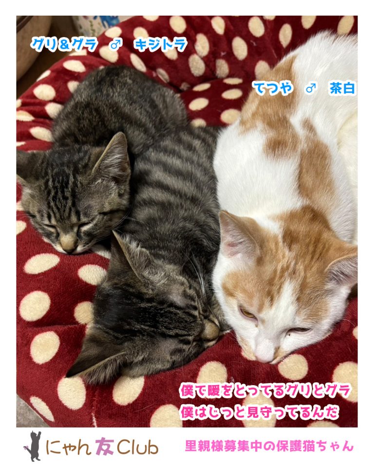 1月25日（日）新春猫譲渡会 参加猫一覧 | にゃん友Club